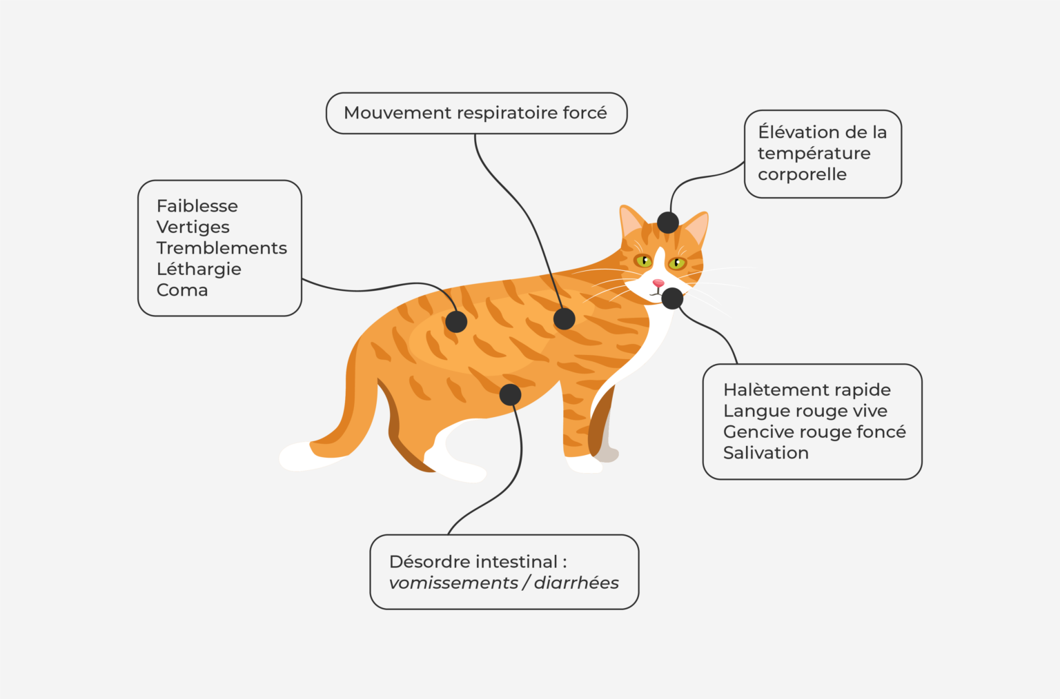 7 conseils pour protéger son chat face aux fortes chaleurs - Pongow - Chat